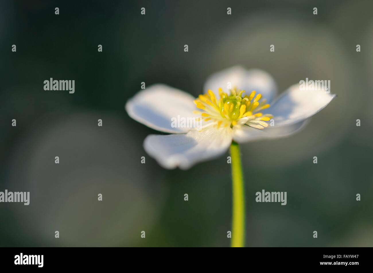 Single white Ranunculus aconitifolia flower with soft background Stock ...