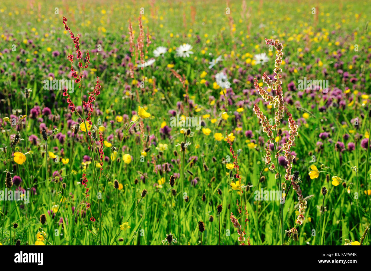 A summer meadow in England, full of colourful wildflowers Stock Photo ...