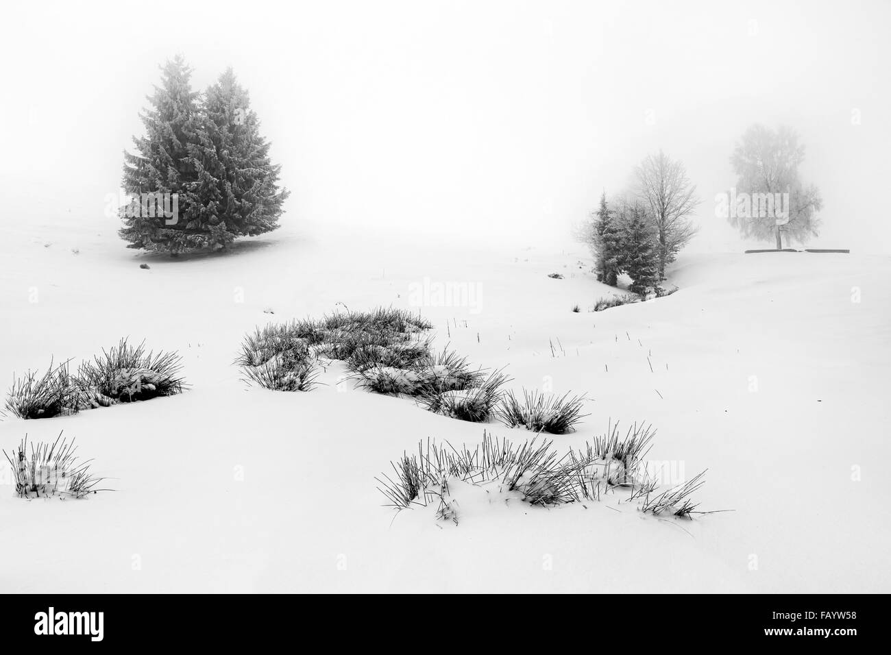 Winter snowy field frozen forest Black and White Stock Photos & Images ...
