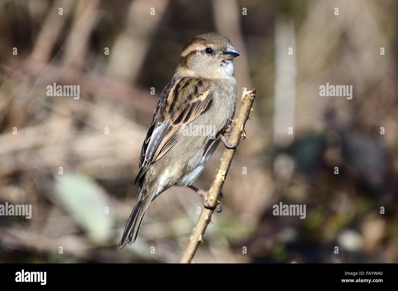 Sparrow species hi-res stock photography and images - Alamy