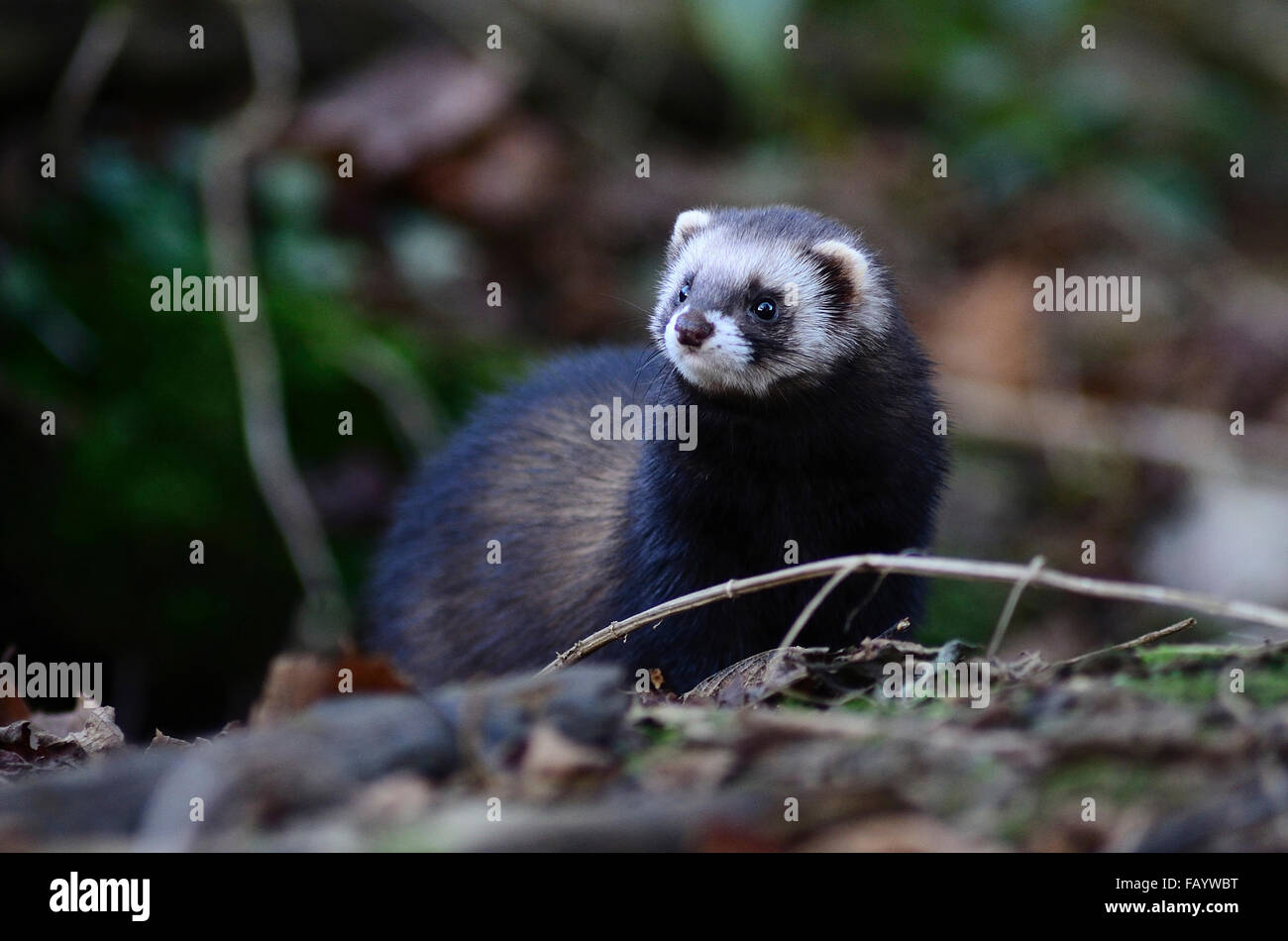 Polecat hunting along hedgerow. Dorset, UK December 2014 Stock Photo ...
