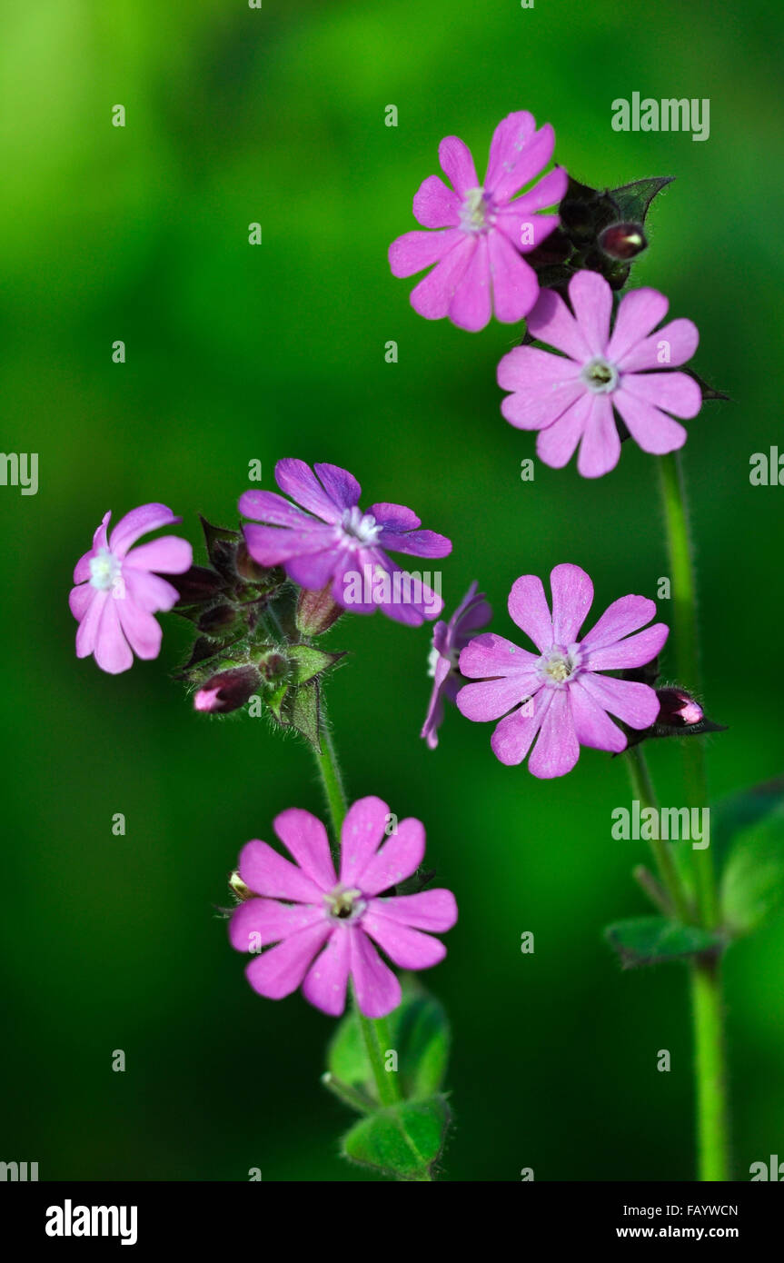 Red campion flowers UK Stock Photo - Alamy