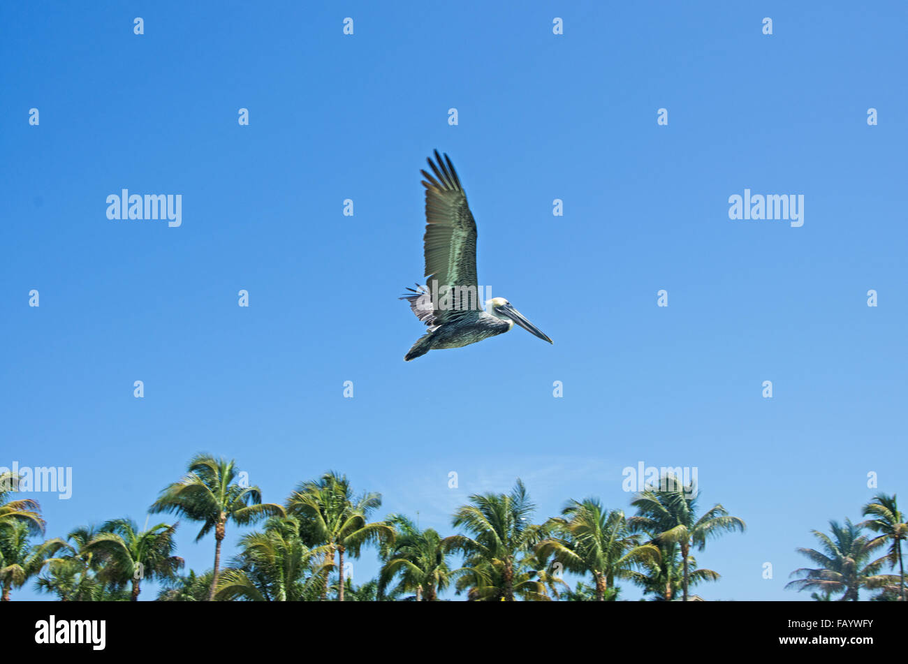United States of America, Florida, Key West, Keys, Cayo Hues: flying ...