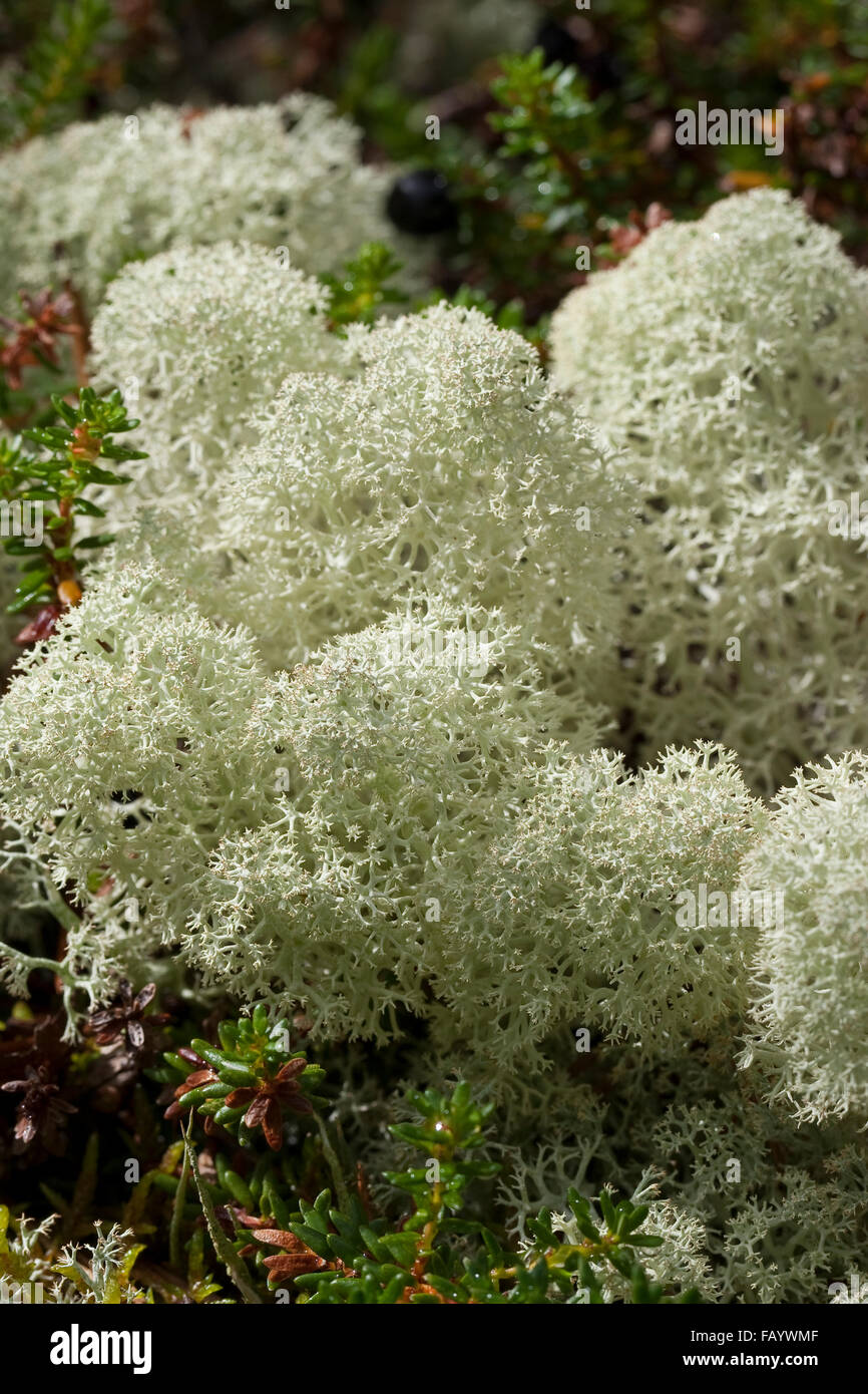 Cup lichen, reindeer lichen, silver moss, Sternförmige Rentierflechte ...