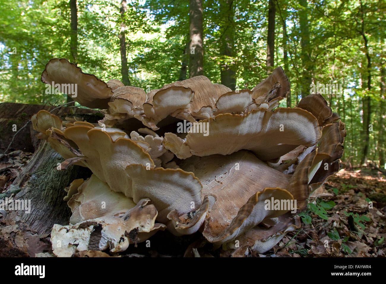 Giant polypore, black-staining polypore, giant polypore mushroom ...