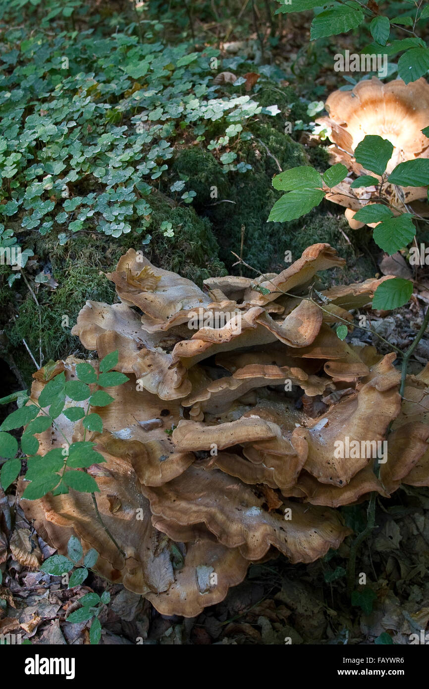 Giant polypore, black-staining polypore, giant polypore mushroom ...