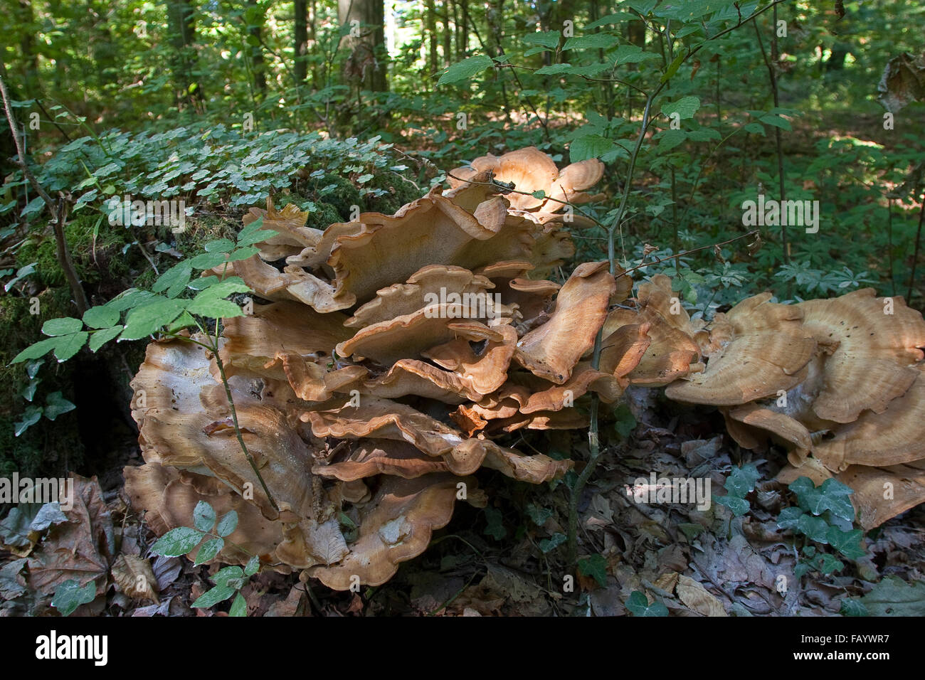 Giant polypore, black-staining polypore, giant polypore mushroom ...