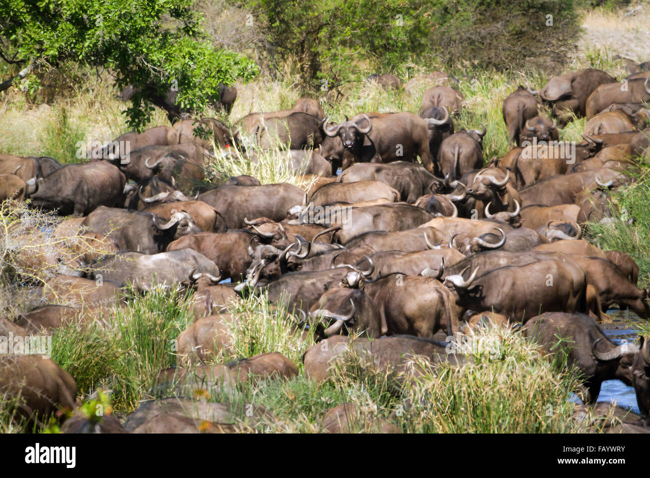 African wild buffalo Specie Syncerus caffer family of bovidae Stock ...