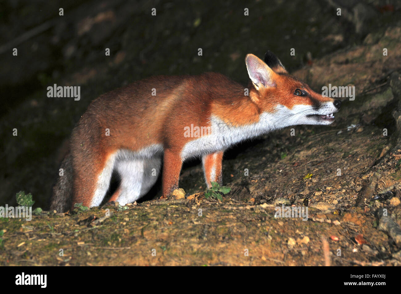 Red Fox At Night Stock Photos & Red Fox At Night Stock Images - Alamy