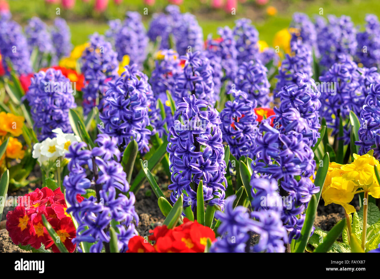 Spring flower bedding hi-res stock photography and images - Alamy