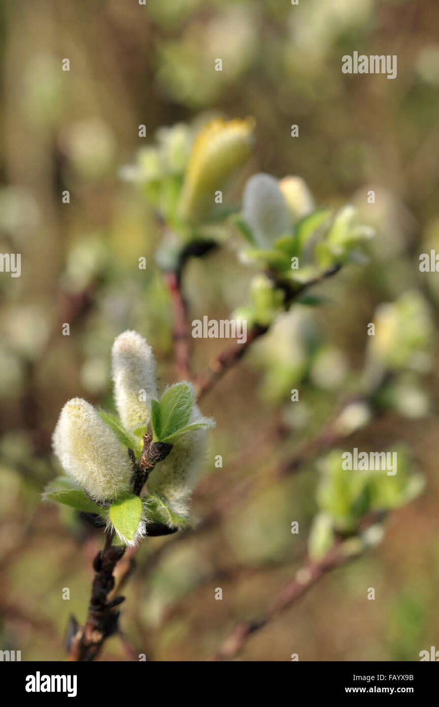Soft willow catkins in spring sunshine Stock Photo - Alamy