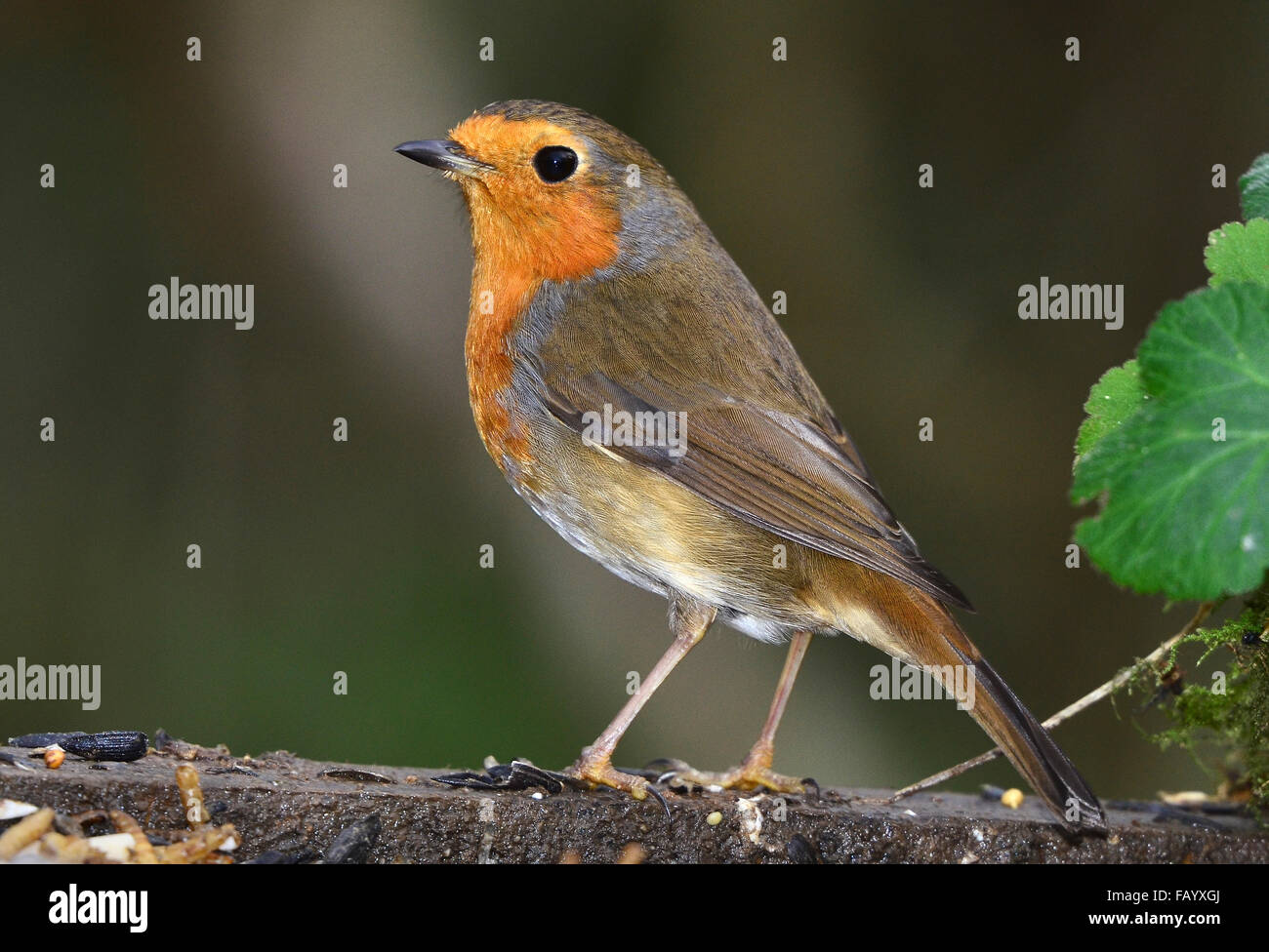 Christmas robin uk hi-res stock photography and images - Alamy
