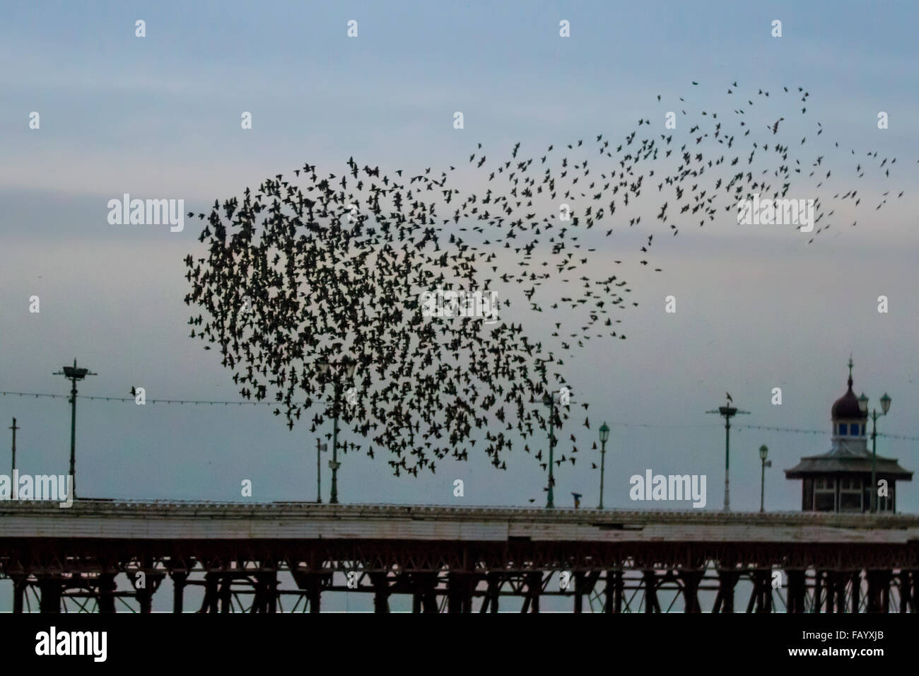 Birds in Flight, flying in the clouds flocks of Starlings at Blackpool ...