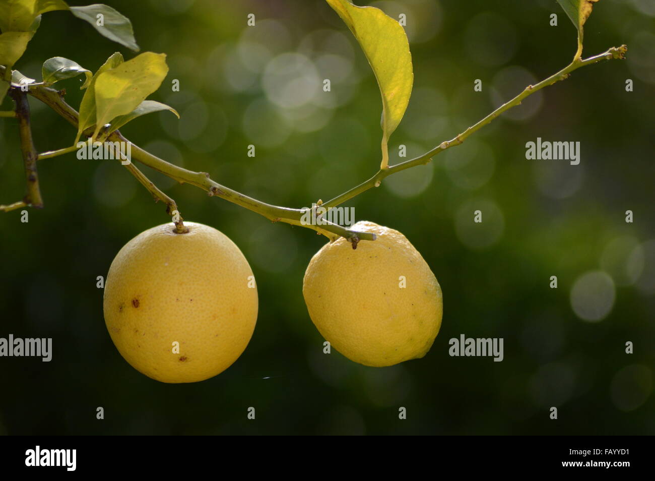 Two lemons on a tree Stock Photo - Alamy