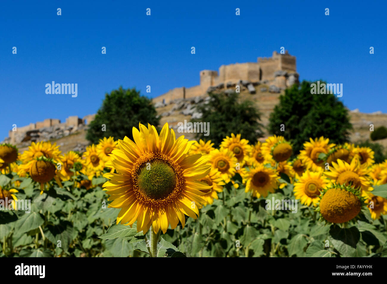 Castle of Gormaz Stock Photo - Alamy