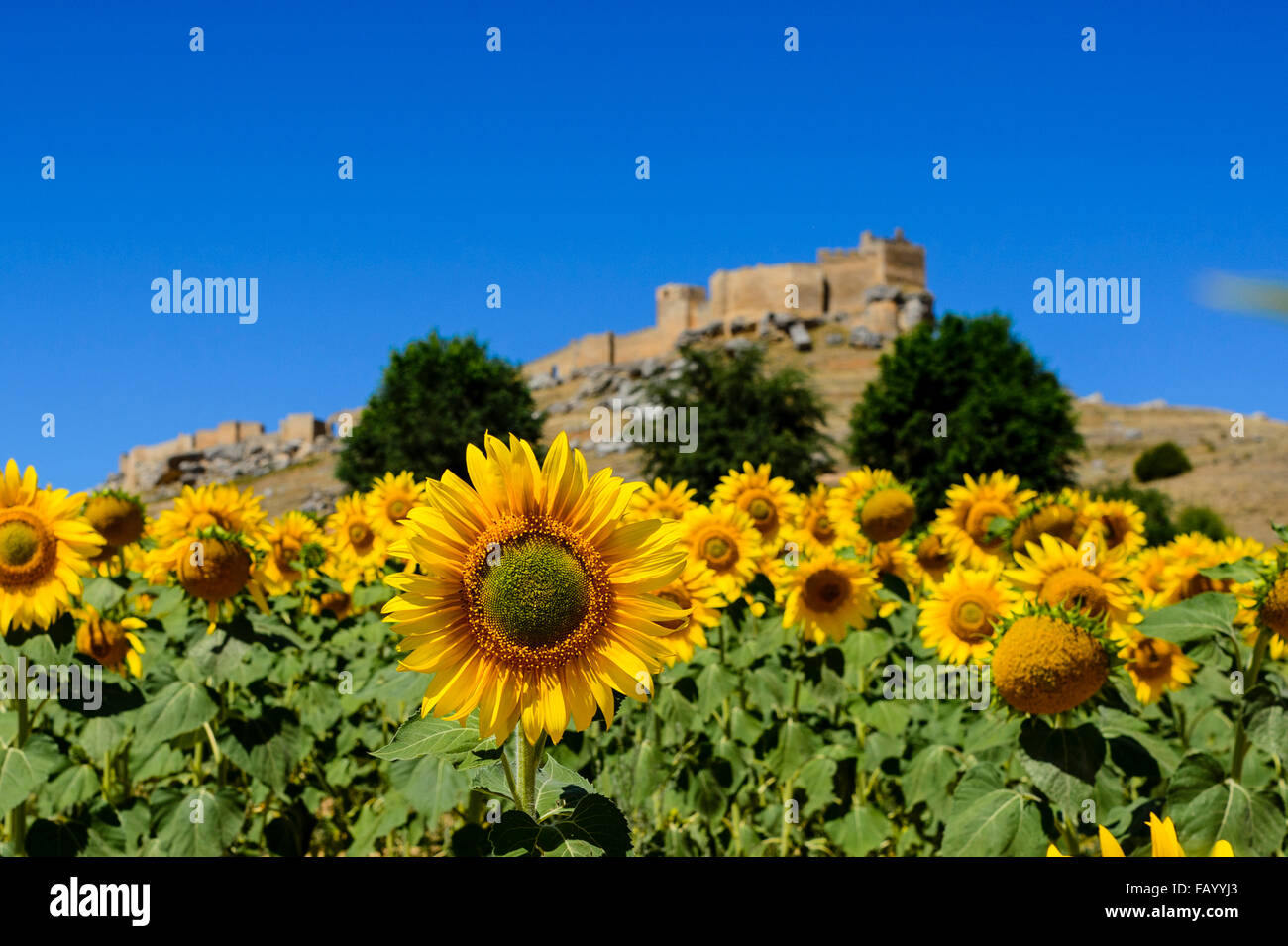 Castle of Gormaz Stock Photo - Alamy