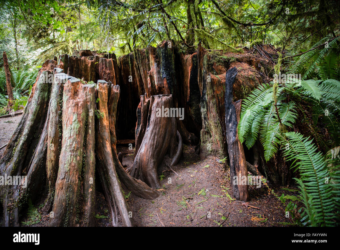 Cathedral Grove, Pacific Rim National Park, Vancouver Island, British ...