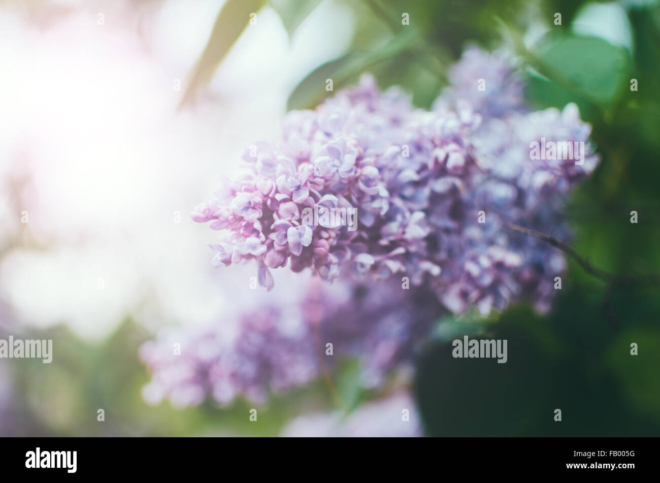 Lilac in the garden with soft light in spring day Stock Photo - Alamy