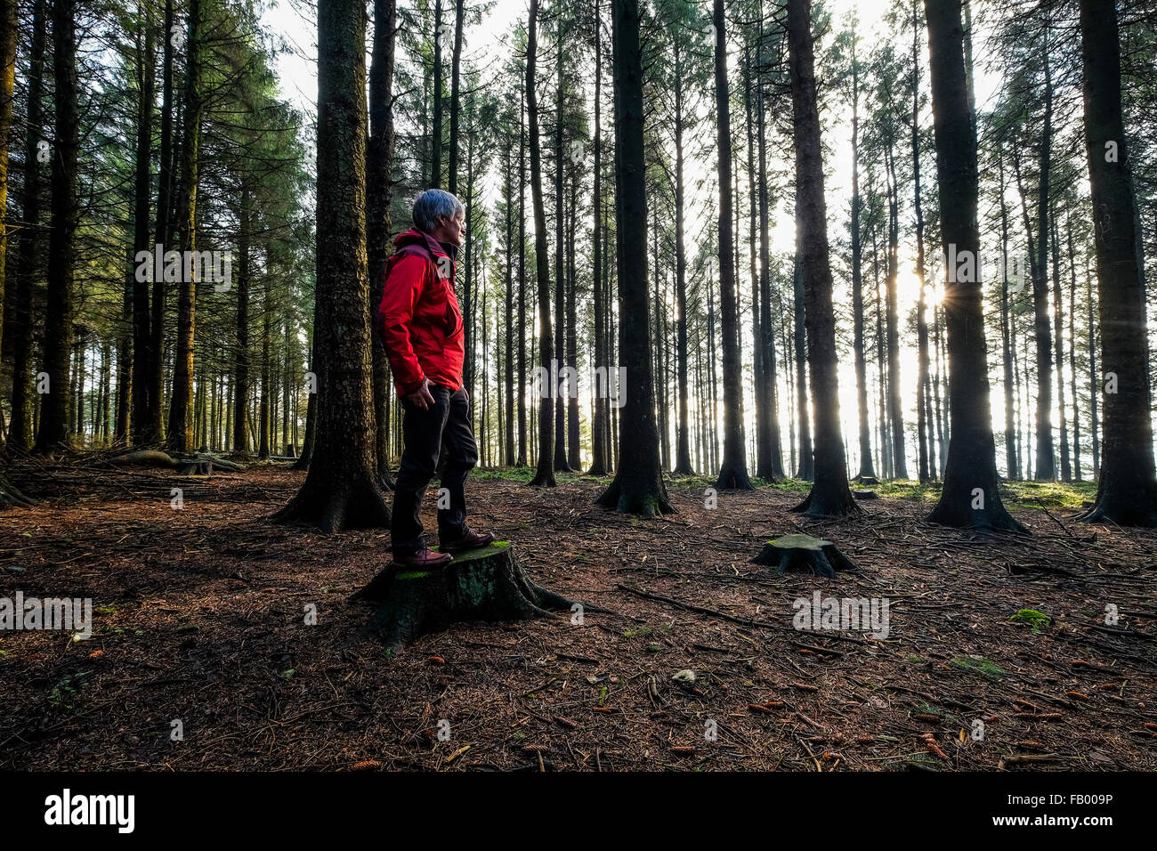Man standing on tree stump in forest at Beacon Fell in Lancashire Stock ...