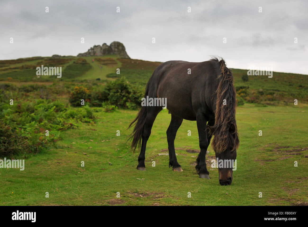 A wild Dartmoor pony graze below Haytor, one of the most popular of the ...