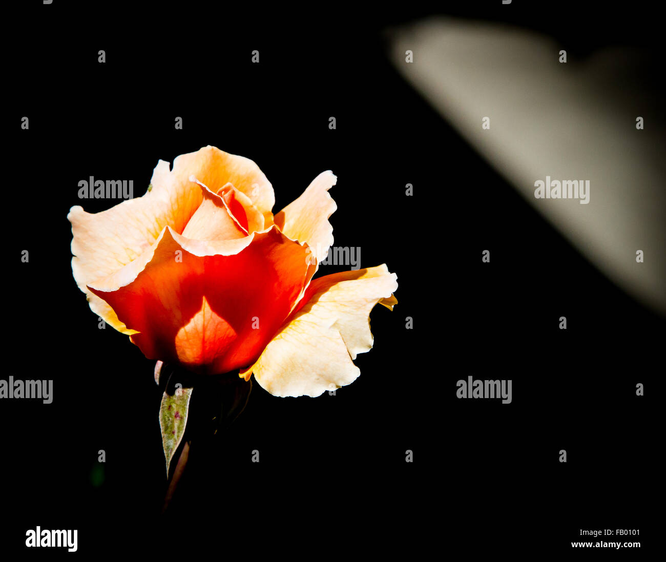 Orange rose in sunshine hi-res stock photography and images - Alamy