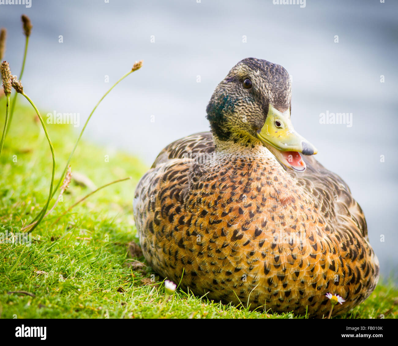Mallard juvenile duck resting in the sunshine on the lake edge ...