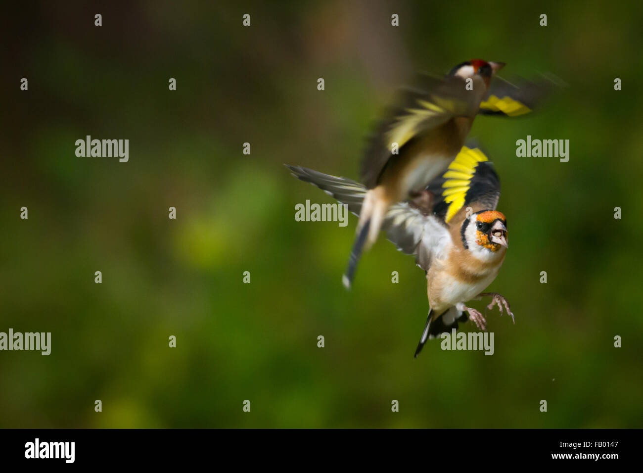 Gold Finch Flying High Resolution Stock Photography and Images - Alamy