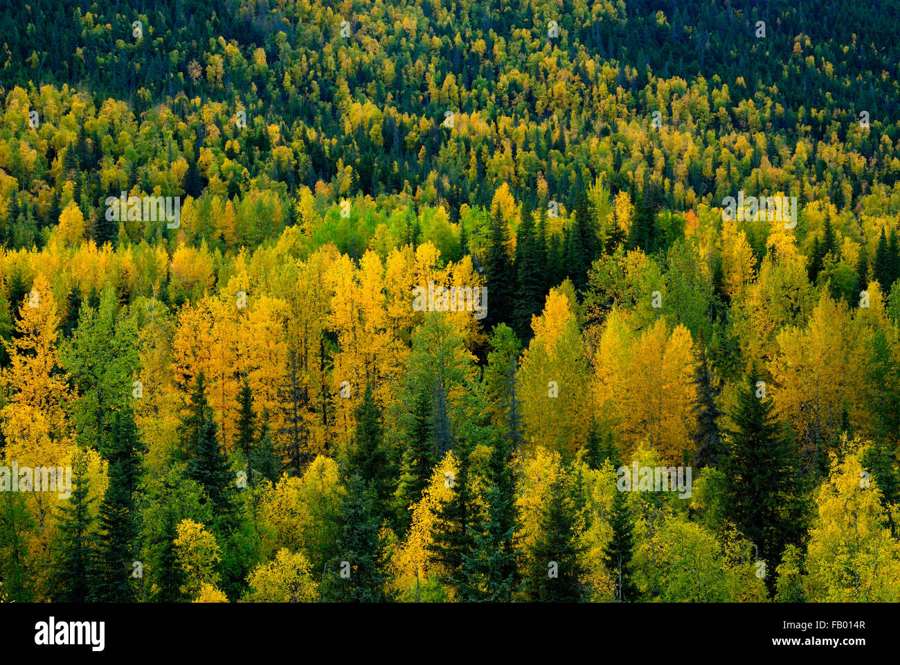 Canyon Creek and the Forks, Kenai Peninsula, Chugach National Forest ...