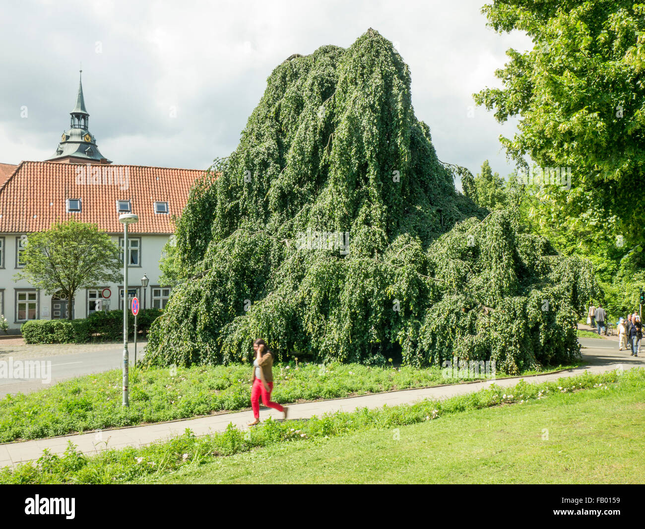 Weeping beech tree hi-res stock photography and images - Alamy