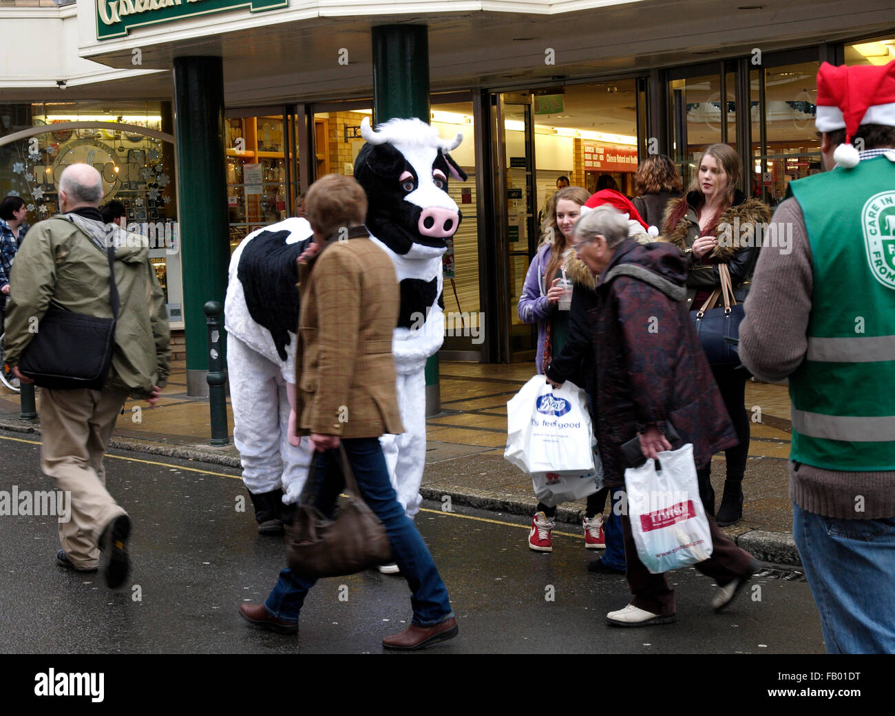 Pantomime cow in Barnstaple high street, Devon, UK Advertising milk ...