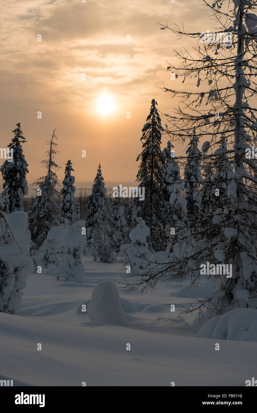 Snow-covered spruces, fjell in winter, Riisitunturi National Park ...