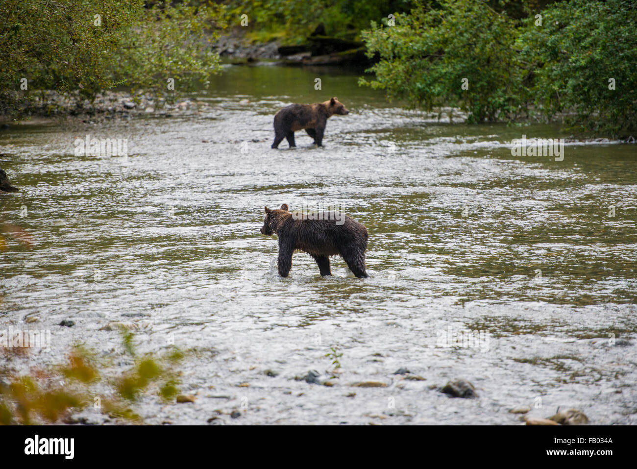 Mainland grizzly (Ursus arctos horribilis) walking in water, Bute Inlet ...