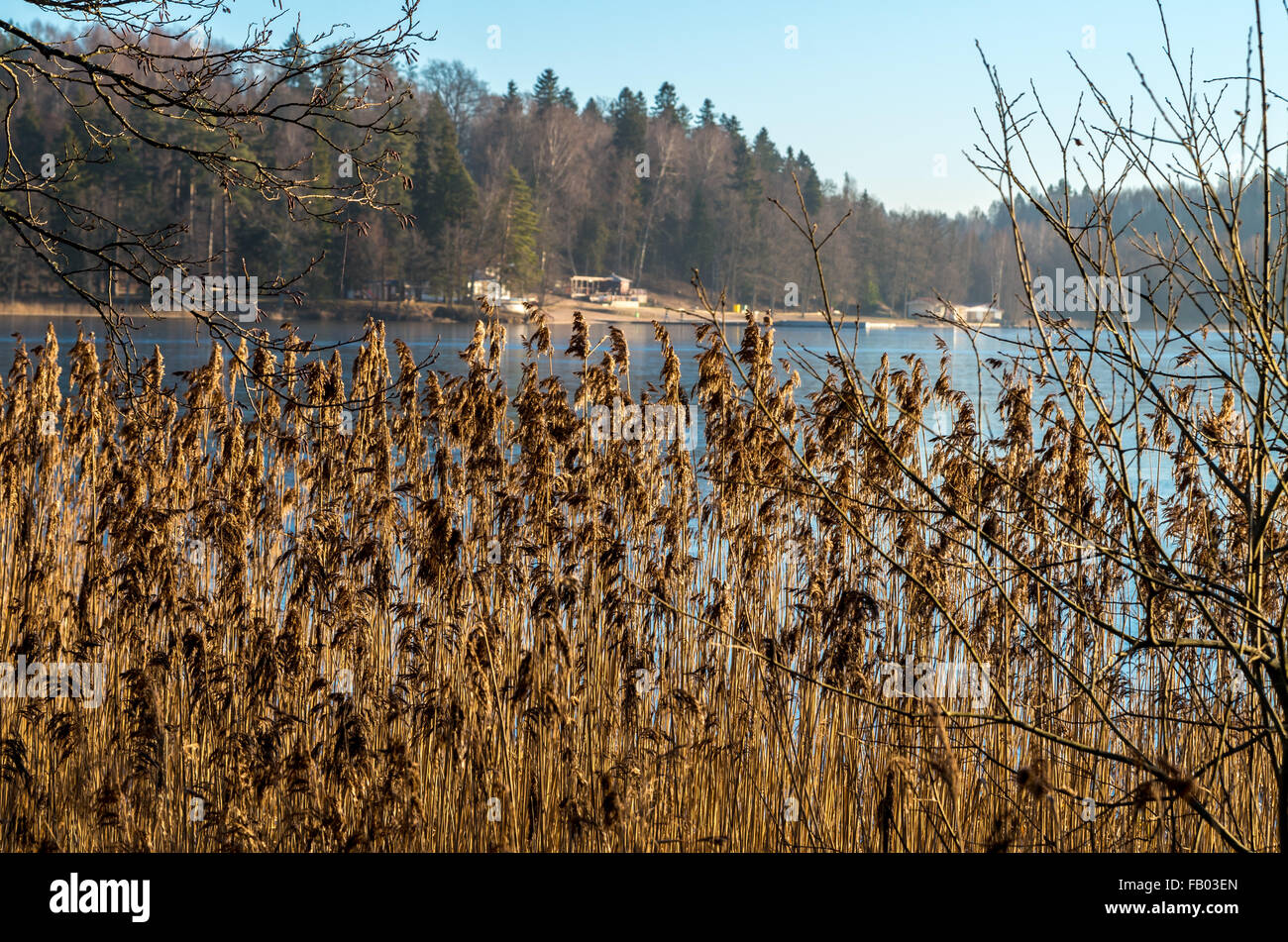 cold morning by the lake with reed in front Stock Photo - Alamy