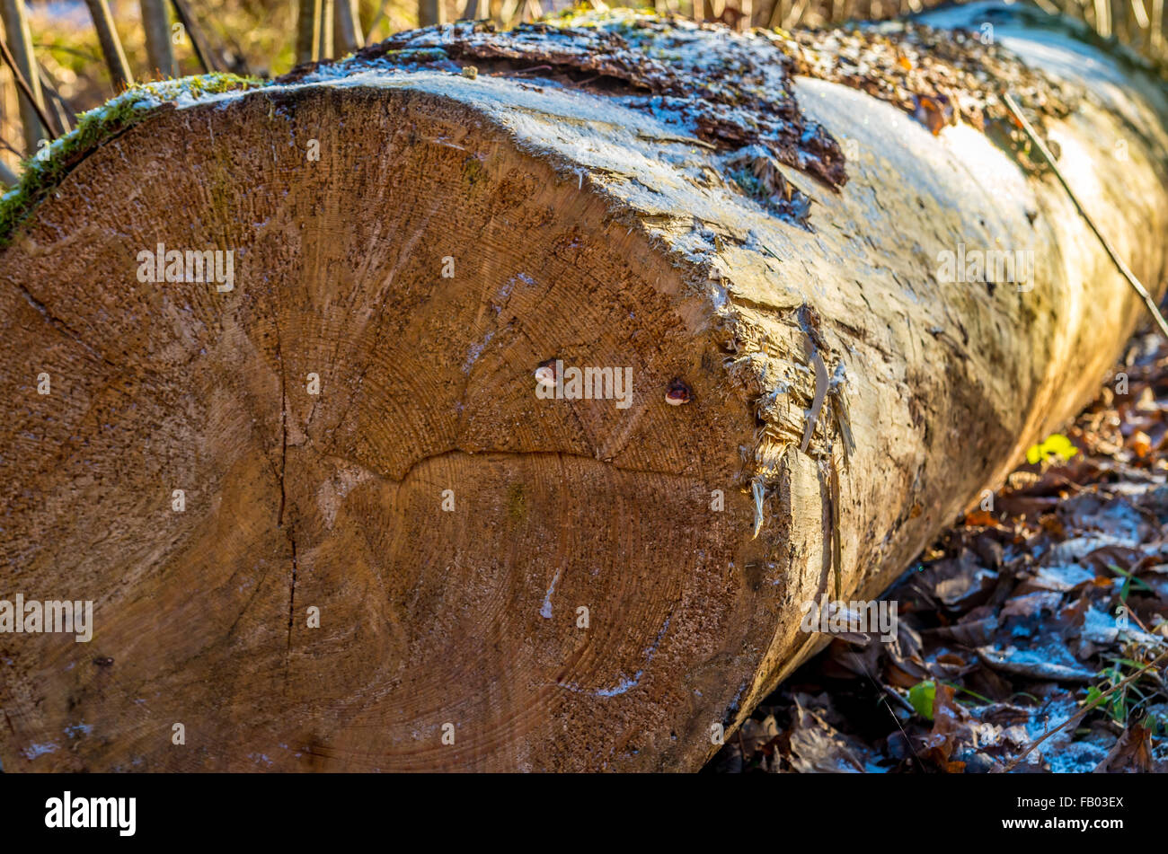 large log standing alone in forest Stock Photo - Alamy