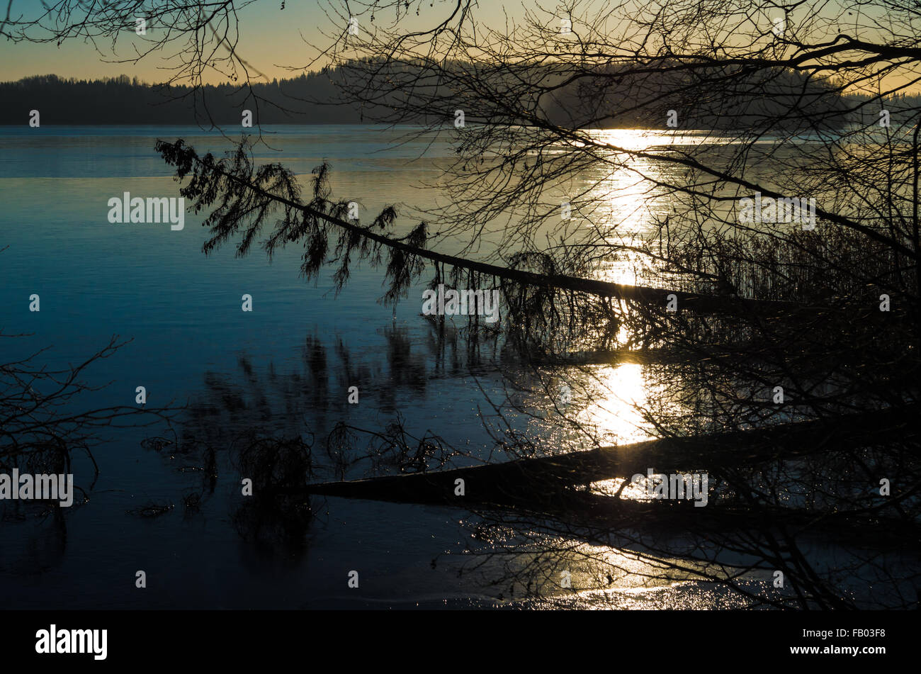 fallen spruce and winter lake Stock Photo - Alamy