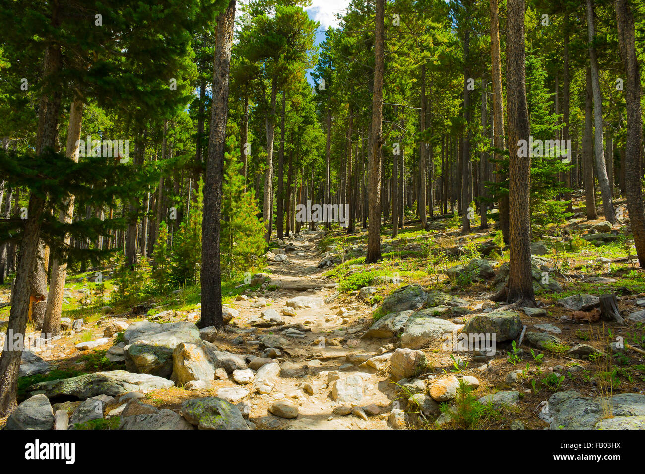 Trees of a Colorado Forest Stock Photo - Alamy