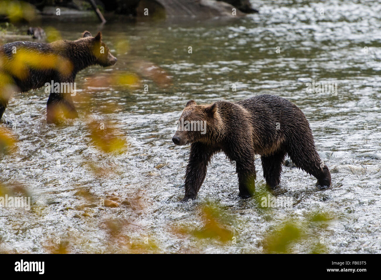 Mainland grizzly (Ursus arctos horribilis) walking in water, Bute Inlet ...