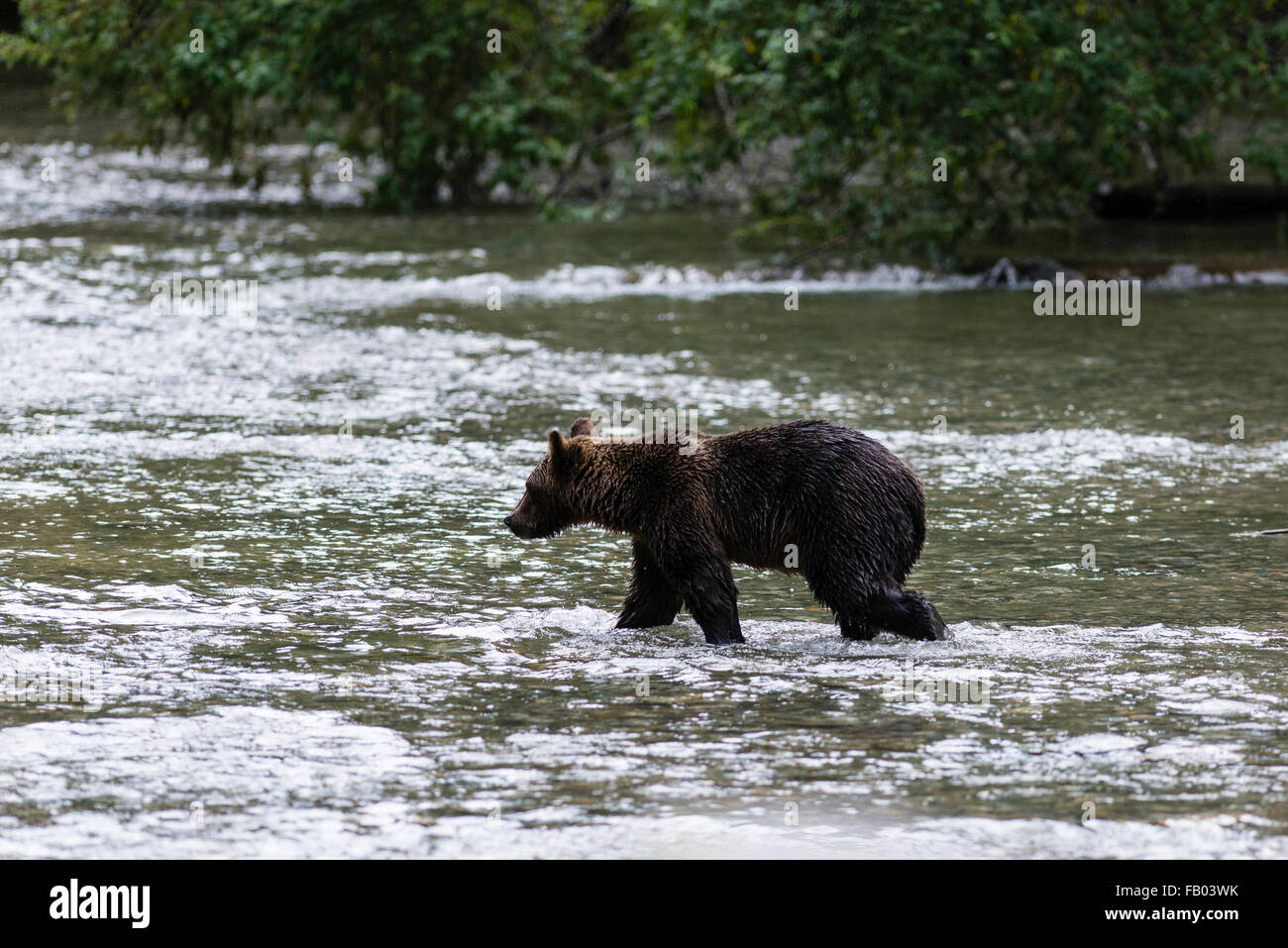 Mainland grizzly (Ursus arctos horribilis) walking in water, Bute Inlet ...