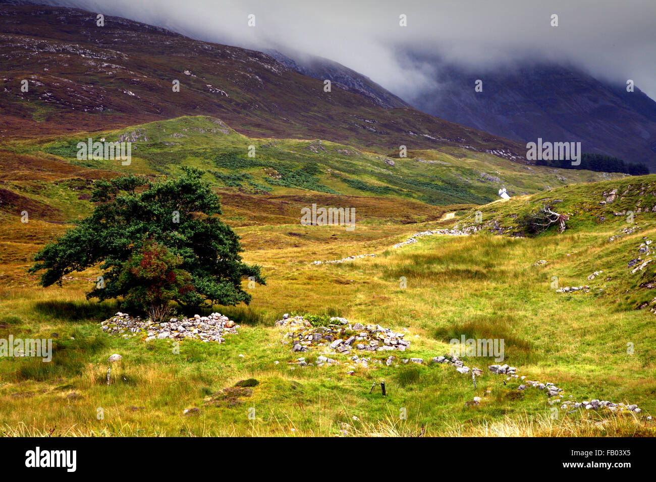 Big tree on Assynt Scotland on typical scottish weather Stock Photo - Alamy