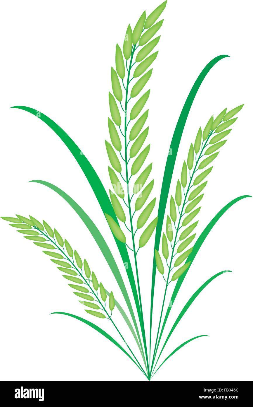 Environmental Concept, Vector Illustration of Fresh Rice Crop or Cereal ...