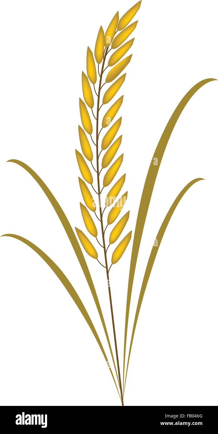 Environmental Concept, Vector Illustration of Beautiful Ripe Rice Crop ...