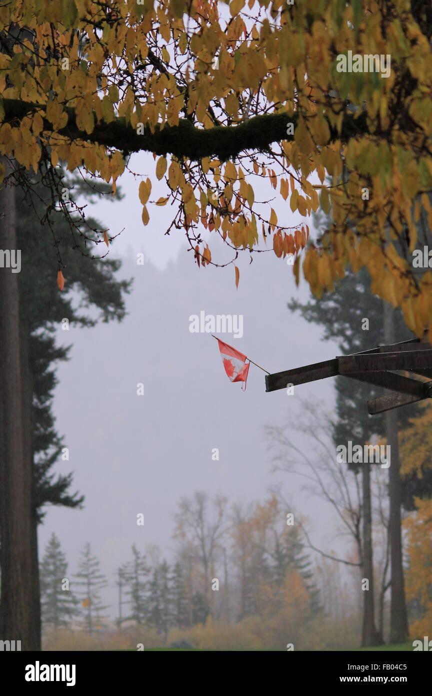 Oh, Canada flag hung to tree in the rain Stock Photo - Alamy