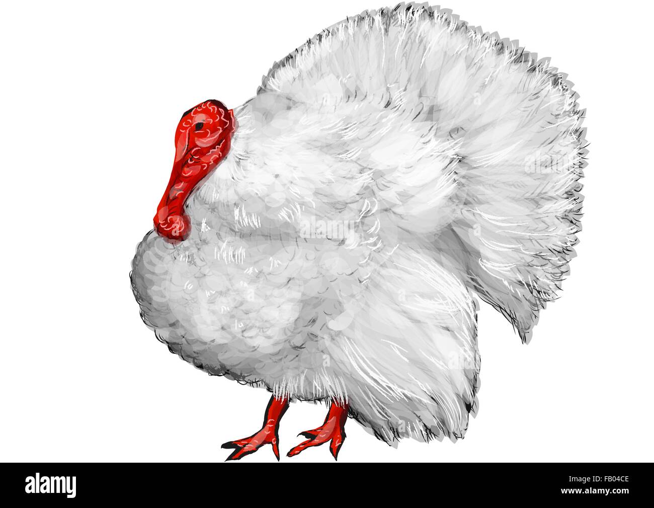 white turkey isolated on a white background Stock Vector Image & Art ...