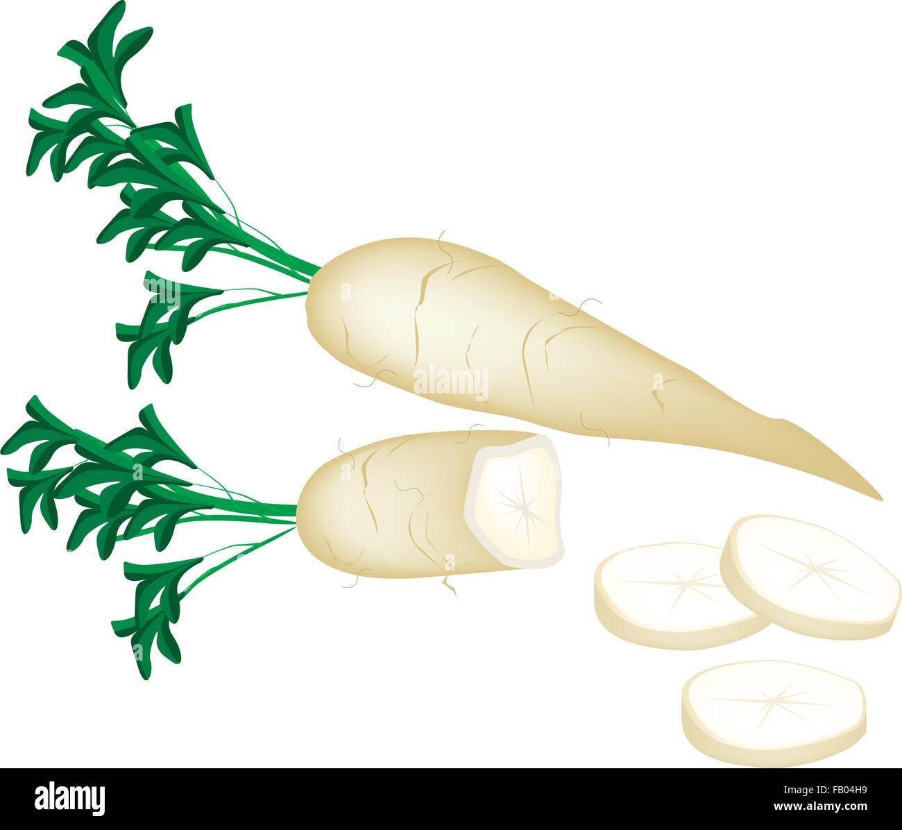Vegetable, Vector Illustration of Long and Slices White Radishes or ...