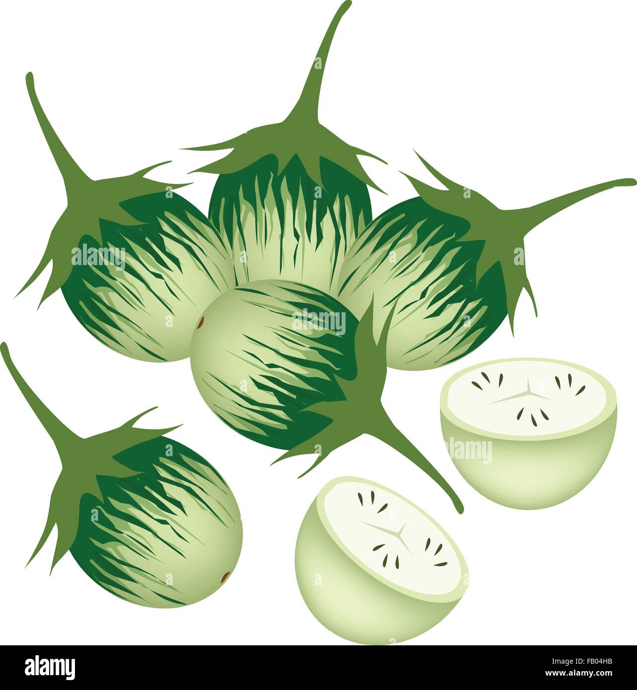 Vegetable, Vector Illustration of Long and Slices Fresh Cockroach Berry ...