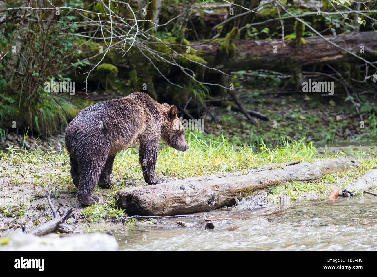 Mainland grizzly (Ursus arctos horribilis), Bute Inlet, Vancouver ...