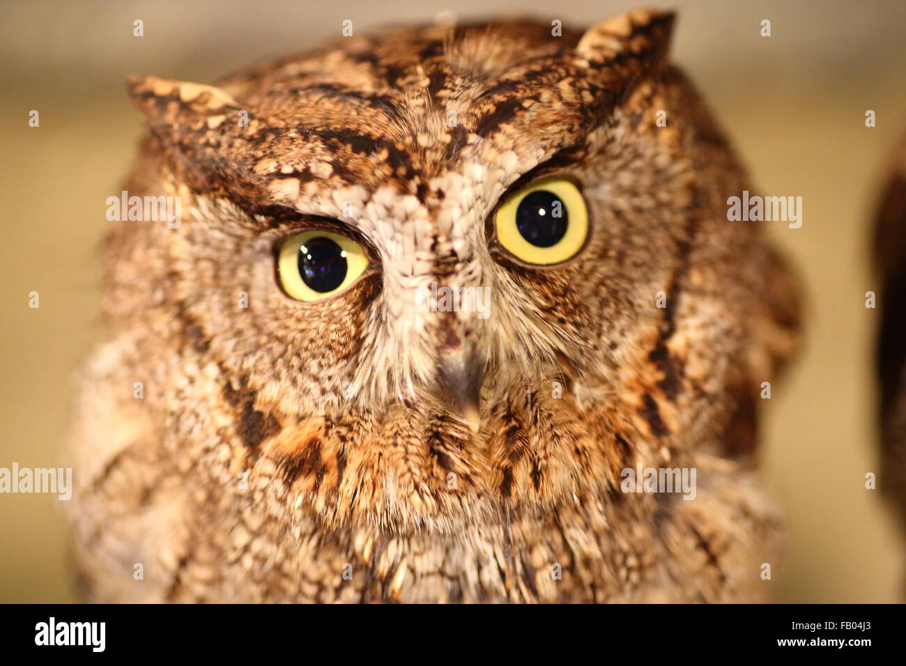 African scops owl owl hi-res stock photography and images - Alamy