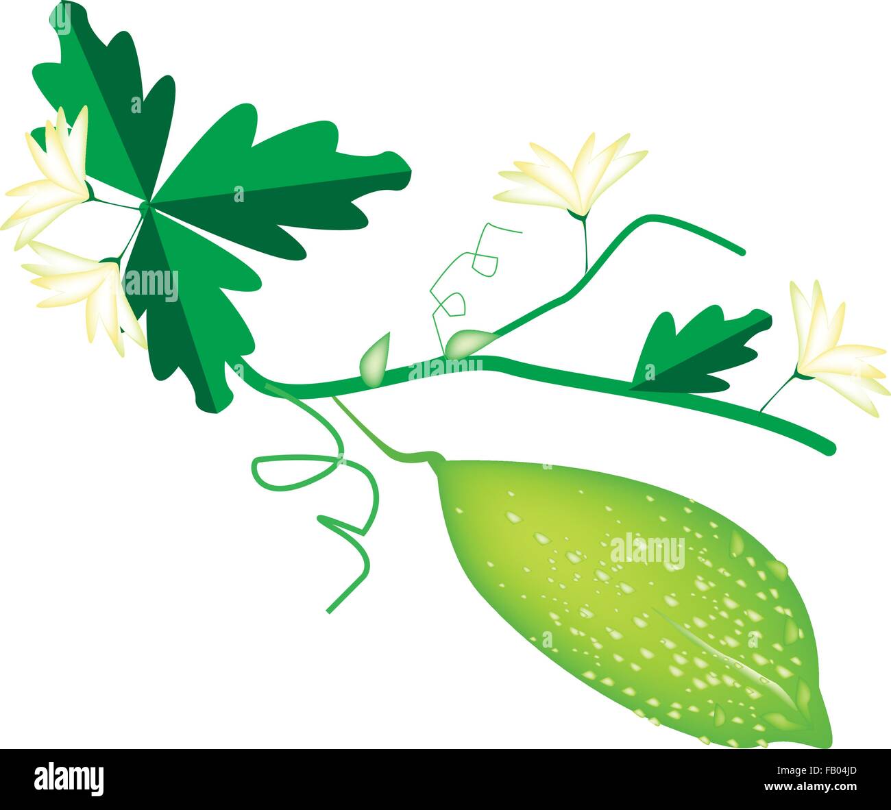 Balsam apple and vegetables Stock Vector Images - Alamy