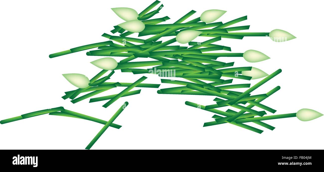 Vegetable and Herb, Vector Illustration of Chopped Garlic Chives or Ku ...