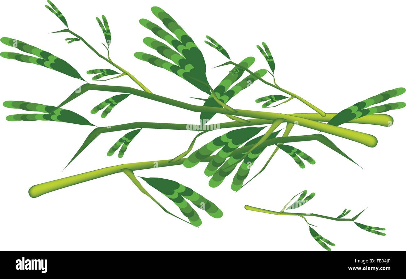 Vegetable and Herb, Vector Illustration of Water Mimosa or Neptunia ...